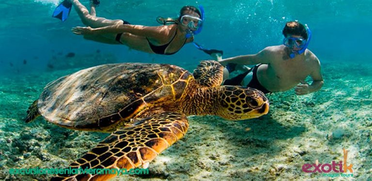 ¿Se puede Nadar con Tortugas en Akumal? - Exotik Mayan Tours