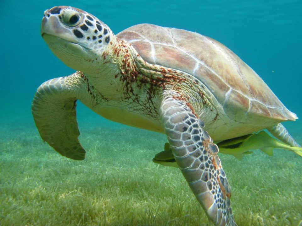 Nadar con TORTUGAS en Riviera Maya | Exotik Mayan Tours